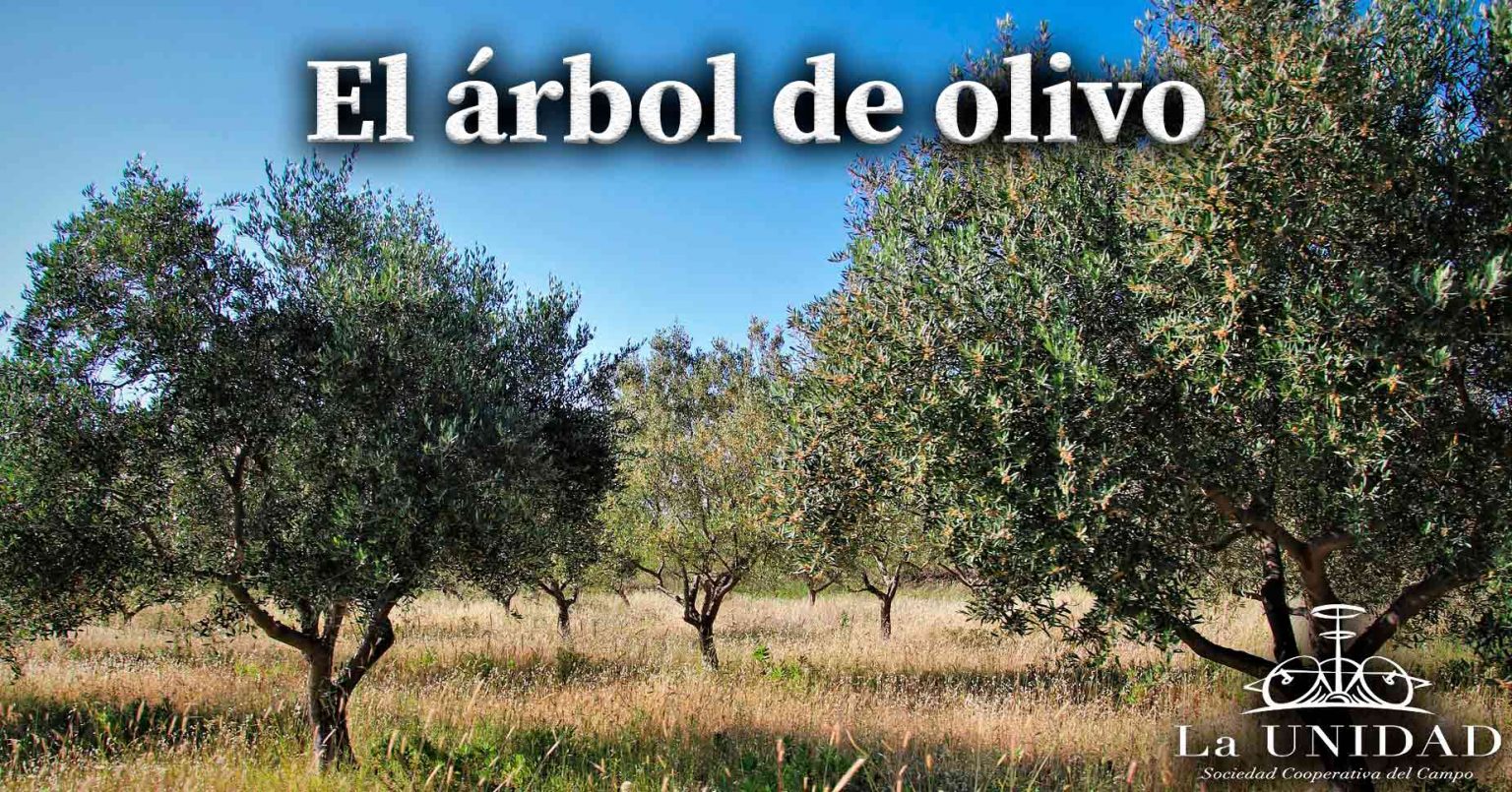El árbol de olivo. ¿Cuáles son sus partes? ¿Cómo cuidamos de él?